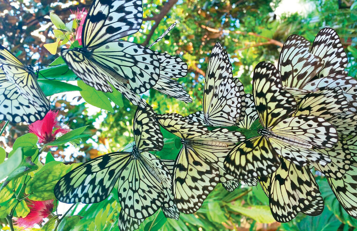 The Cockrell Butterfly Center