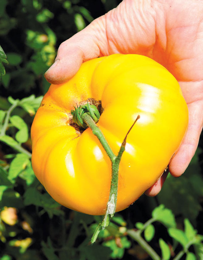 Too Hot for Tomatoes