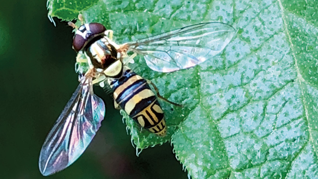 Our Pollinators Eat Local, Too!