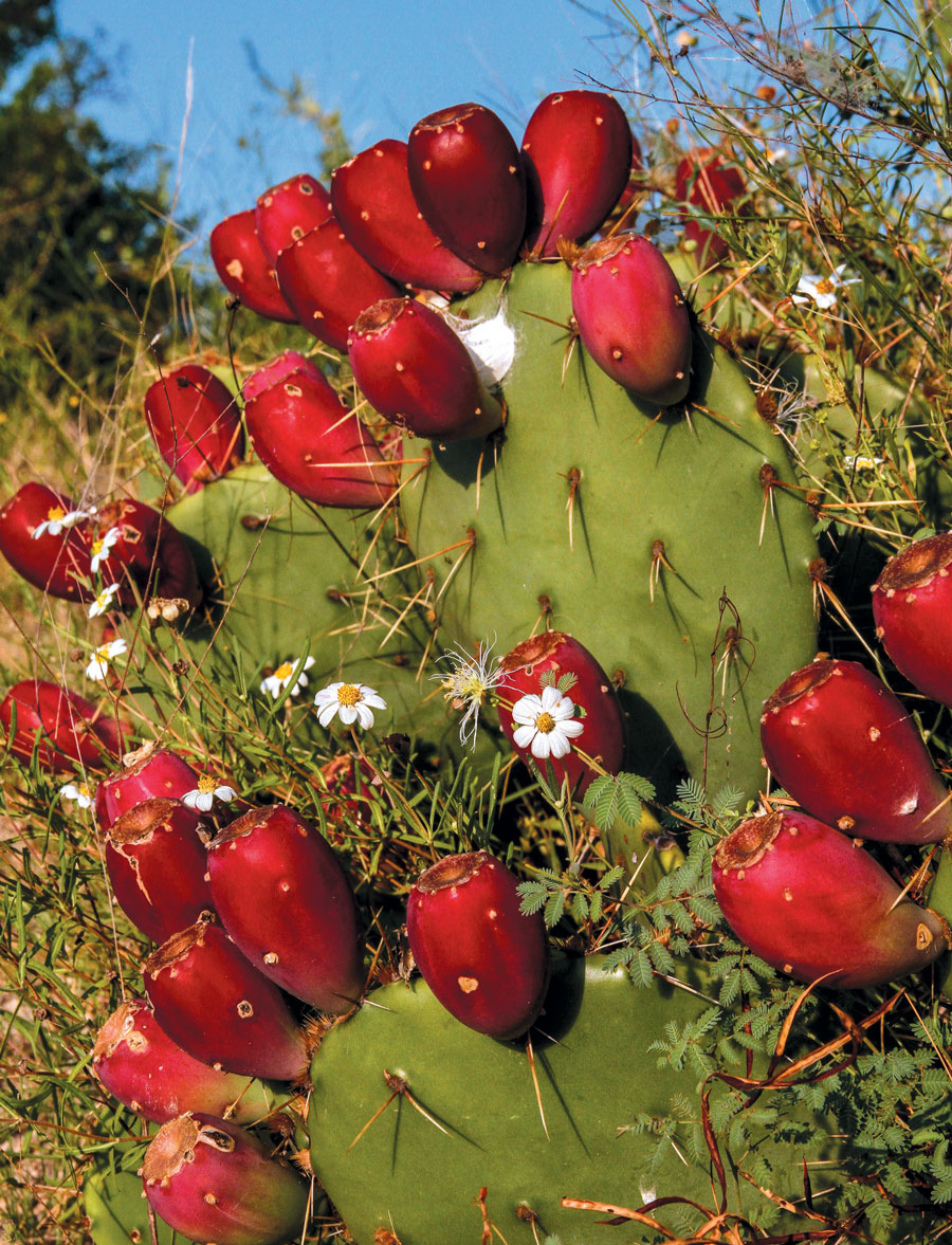 Fall is for Foraging